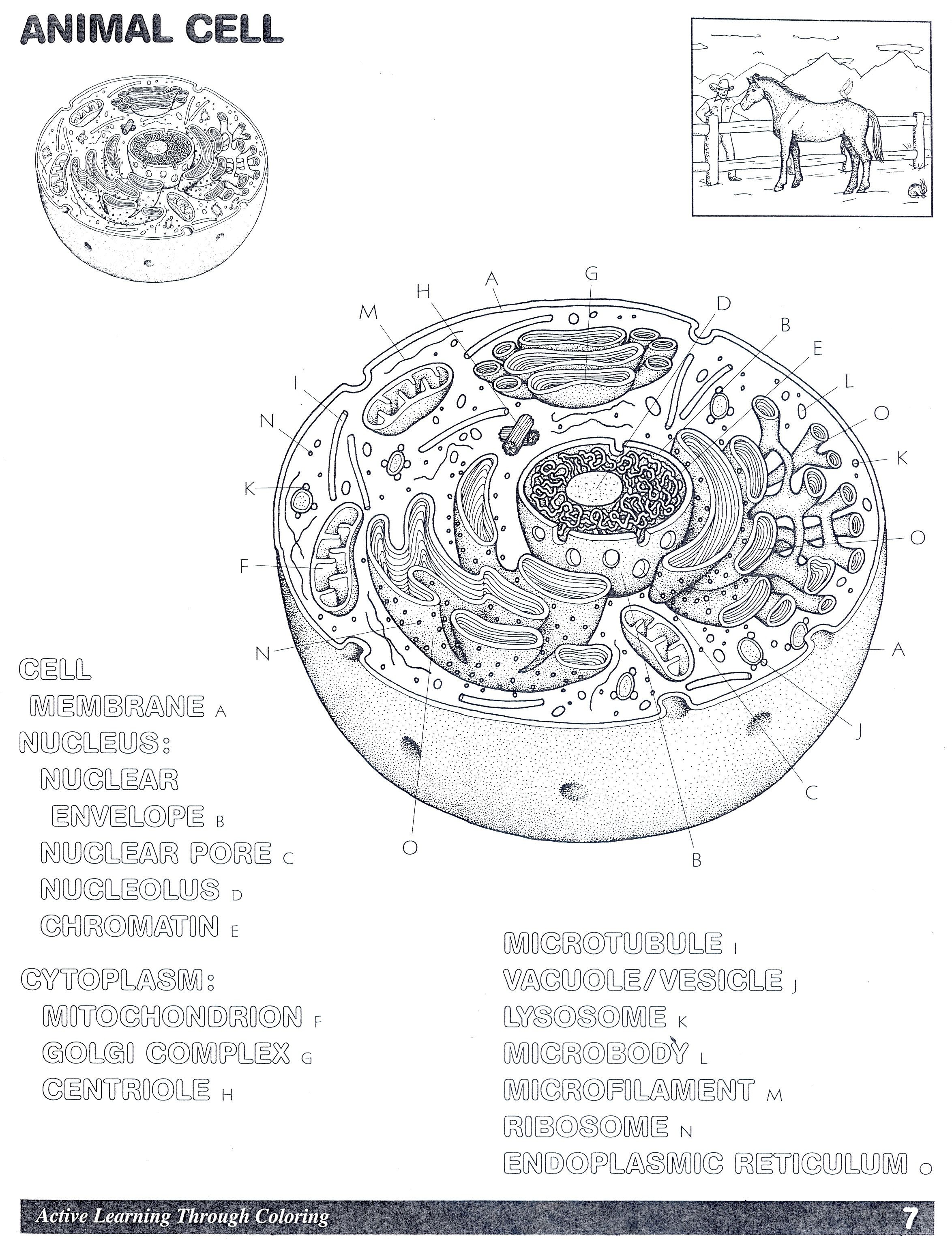 Animal Cell Coloring Worksheet Answers BubaKids Animal Cell Coloring Worksheet Answers BubaKids